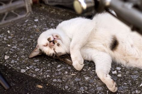 Javascript で 文字列から数値と数値から文字列の変換をする方法！ ちょっと便利なてっちーノート