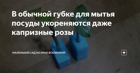 В обычной губке для мытья посуды укореняются даже капризные розы