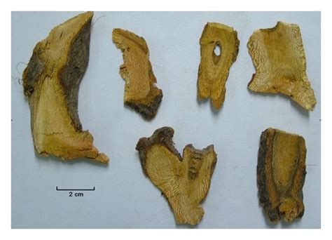 Photo Of The Dried Root Of Polygonum Cuspidatum Hu Zhang Download