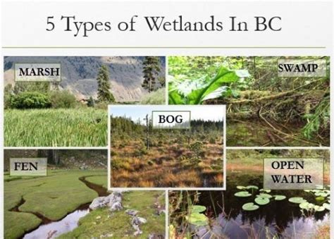 Lesson 5 Transect Layout And Wetland Classification Province Of