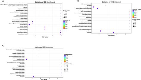 Go Enrichment Analysis Of Differential Proteins In A Vs C A The Top