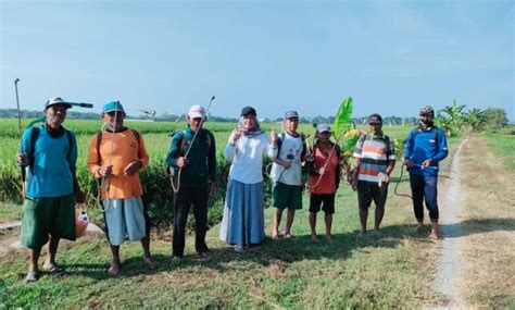 Hama Wereng Menyerang Petani Pemdes Kemamang Lakukan Pengendalian