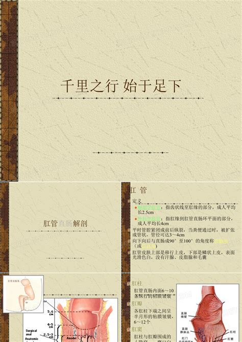 肛肠解剖ppt模板下载编号qxrwvmwx熊猫办公
