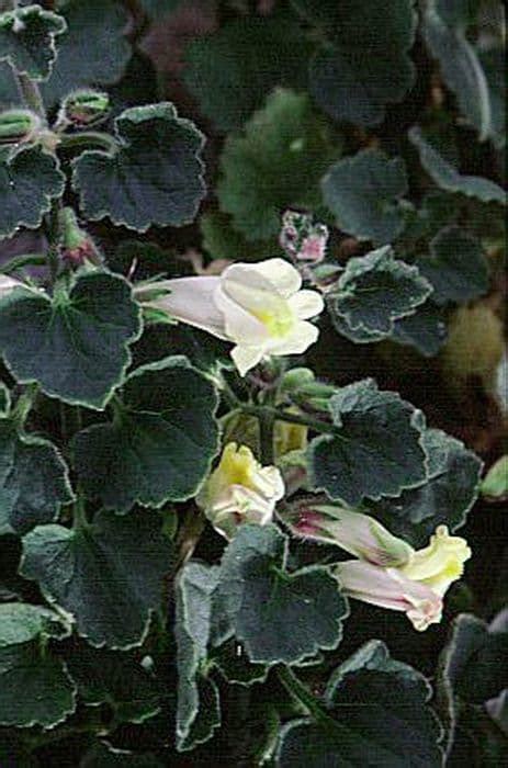 Trailing Snapdragon Plnt