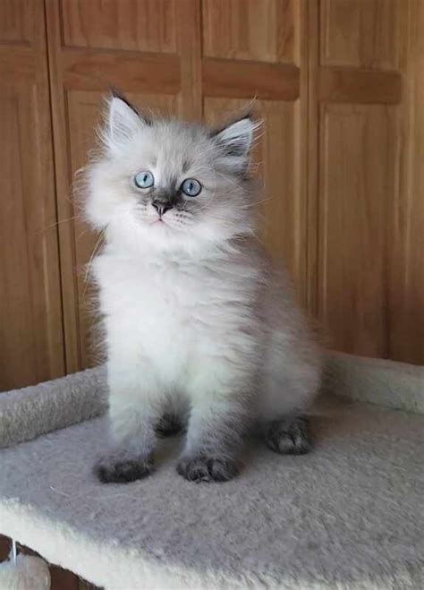 Photos Siberian Cats And Kittens In Virginia