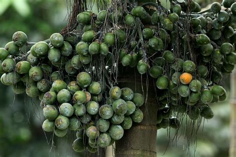 Pinang Biji Pohon Foto Gratis Di Pixabay Pixabay