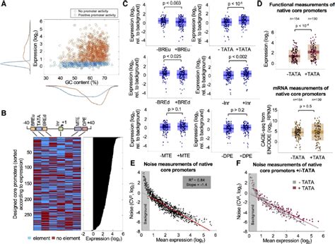 Systematic Investigation Of Core Promoter Elements In Synthetic