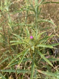 Soldier Thistle Yellow Plumed Thistle Yellow Plumed Thistle Weeds