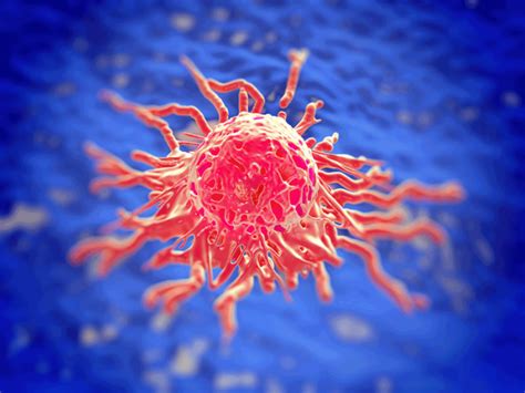 Antigen Presenting Cells Microscope