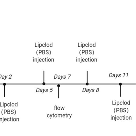 Experimental Protocol For Details See The Methods Section Groups Of