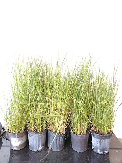 Spartina Bakeri Sand Cordgrass Plantvine