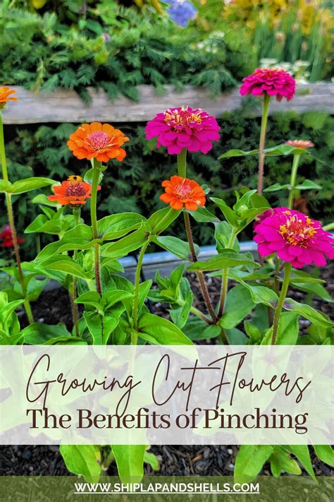 How Pinching Plants Benefits Your Cut Flower Garden Shiplap And Shells