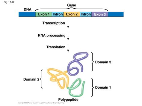 Overview The Flow Of Genetic Information Ppt Download