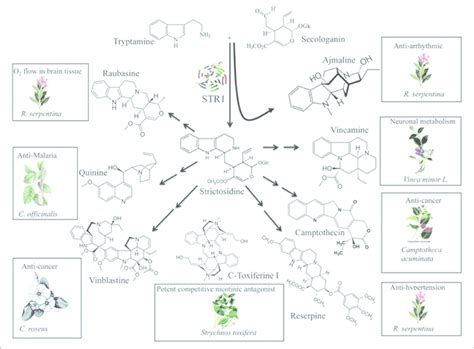 Biosynthesis Of Strictosidine And Its Subsequent Conversion To