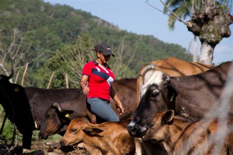 Ganadería Climáticamente Inteligente En Rd Una Contribución Real De