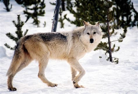 Elite Canadian Wolves Airdropped Into Michigan To Kill Moose And Have