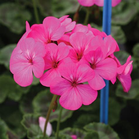 The Ultimate Guide To Growing Geraniums Gardening With Sharon