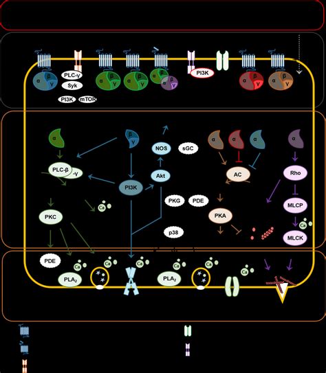 Simplified Scheme Of Signaling Involved In Platelet Activation Created Download Scientific