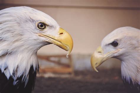Free Images Wing Wildlife Beak Feather Fauna Bird Of Prey Bald
