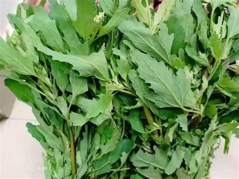 Bathua Saag Benefits অযত্নে মাঠে ঘাটে বেড়ে ওঠা এই শাক ডায়াবেটিসের