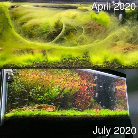 Finally Won The War Against Hair Algae This If The First Tank Ive