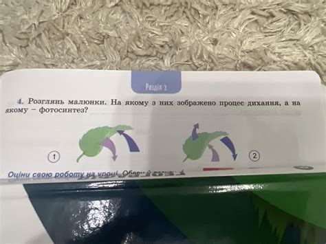 Будь ласочка допоможіть срочнооо Розглянь малюнки На якому з них