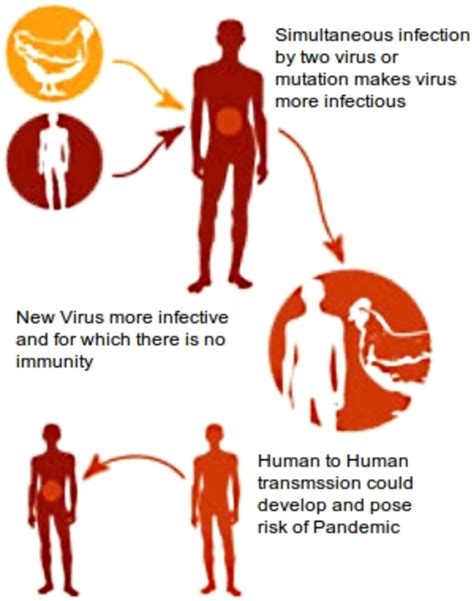 How Risky Is Bird Flu Virus H7n9 And Future Strains Hubpages