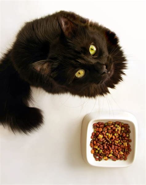 Low Carb Diet For Diabetic Cats Ask Dr Joi Adw Diabetes