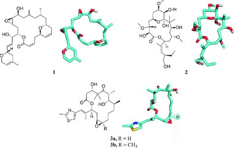 Laulimalide 1 And Peloruside 2 Two Macrolides That Share A Common