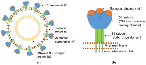 A Schematic Representation Of A Sars Cov 2 Virion B Enlarged