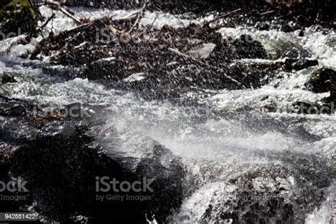 봄 태양 열 관통 하 고 높은 물 마운틴 브 룩 Vitosha 소피아 불가리아의 야생 뿌리에 반영 0명에 대한 스톡 사진 및
