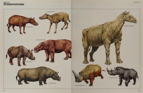 Elomeryx Dinopedia Fandom