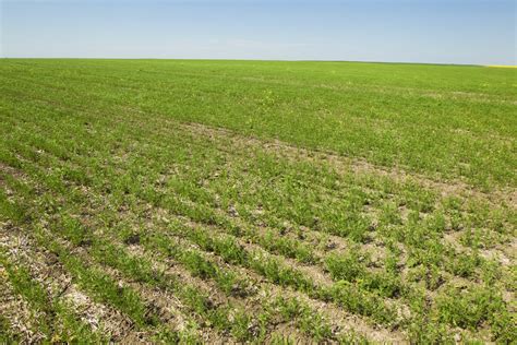 Growing Lentils In The Fringe Saskatchewan Pulse Growers