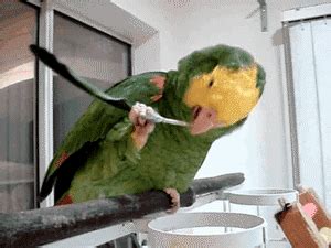 БЛОГ Um Jeito Manso ПРОСИТ МИРА Olha Afinal As Golas Não São