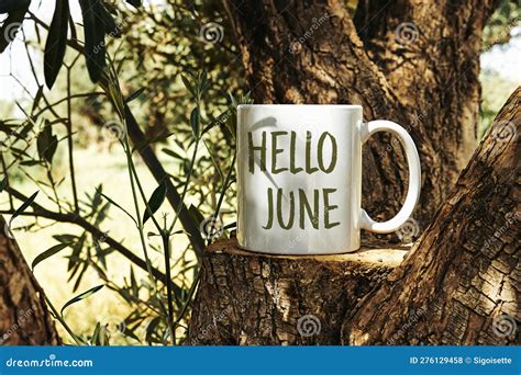 White Cup Of Coffee With Hello June Text On Tree Trunk Wood Podium Through Olives Tree Stock