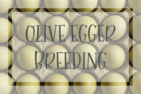 Olive Egger Breeding Silver Homestead