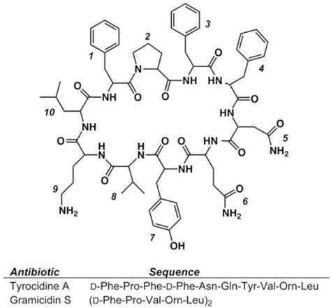Figure 1 From The High Resolution Structure Of Tyrocidine A Reveals An Amphipathic Dimer
