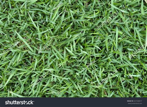 Green Grass Texture Plane Perpendicular Shooting Foto De Stock