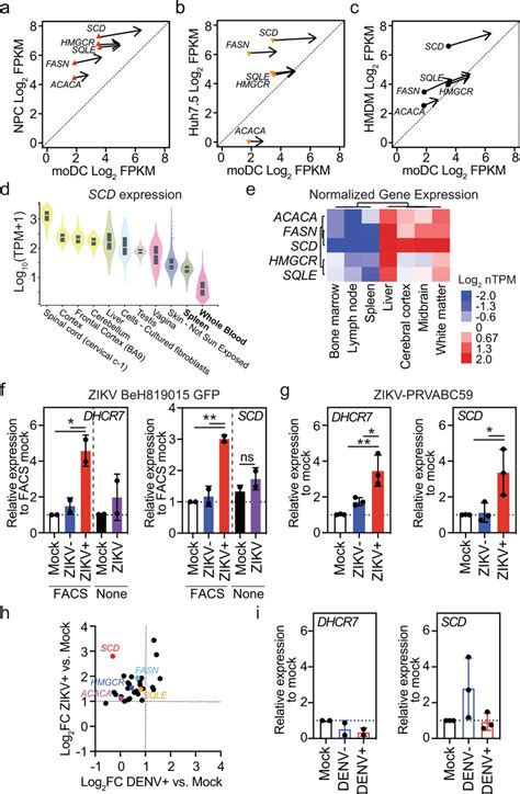 Cell Type And Virus Specific Reprogramming Of Lipid Metabolism