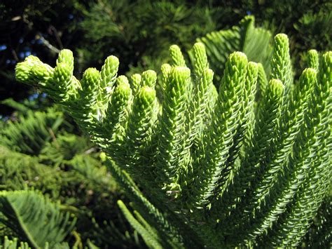 Norfolk Island Pine Description Uses And Facts Britannica