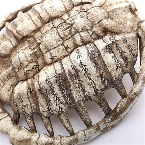 Resin Skull Turtle Shell Wall Decor Home Accessory By Mrzoot