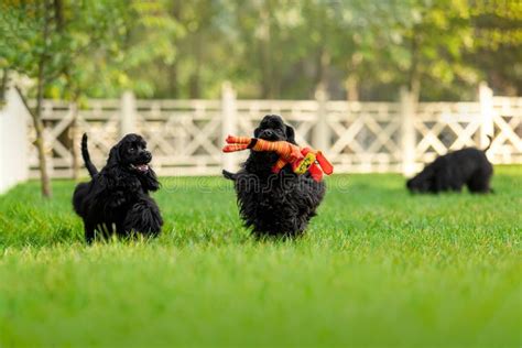 Black Cocker Spaniel Puppy Carrying Orange Plush Toy In Garden Stock