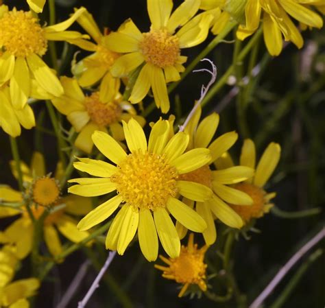 Senecio Flaccidus Var Monoensis Calflora