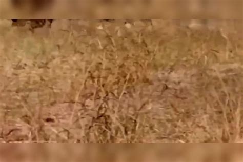 水牛被狮群捉住正在绝望的时候老大带着一群兄弟直接围殴狮子 狮群 带着 老大