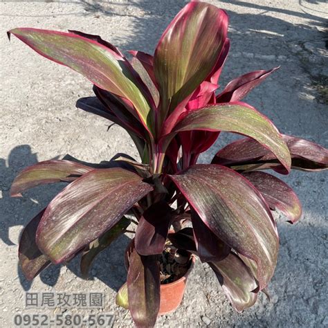 田尾玫瑰園 l紅竹火焰朱蕉闊葉朱蕉 六吋盆 高度約35cm 品種眾多歡迎詢問 田尾在地商家 蝦皮購物