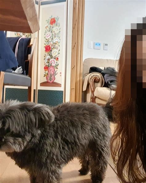 정보소식 🐶 문토리문재인 전 대통령 반려견근황 Feat 털복숭이 인스티즈instiz 연예 카테고리