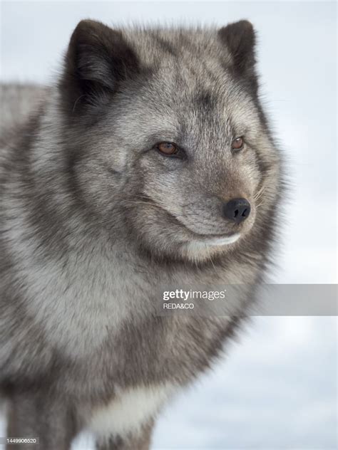 Arctic Fox Blue Morph In Deep Snow During Winter Europe News