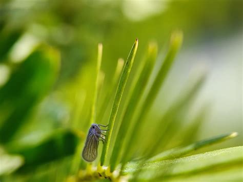 Premium Photo Insects Bug Photography