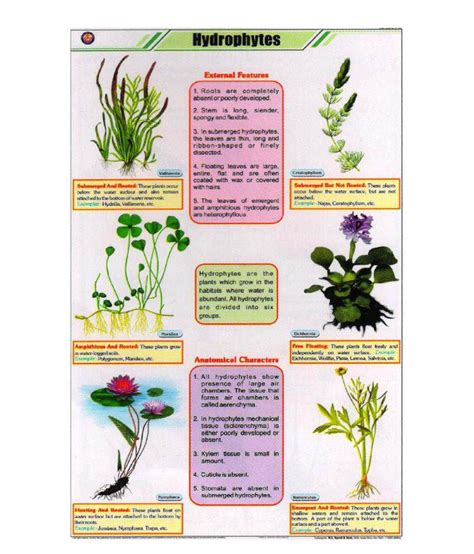 Pesa Hydrophytes Chart Buy Pesa Hydrophytes Chart Online At Low Price