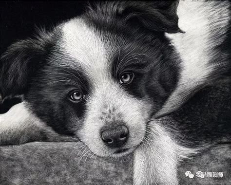 女藝術家Художник筆下的動物 壹讀